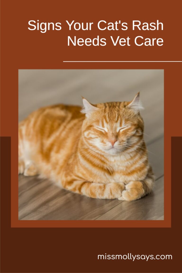 Signs Your Cat's Rash Needs Vet Care - Miss Molly Says