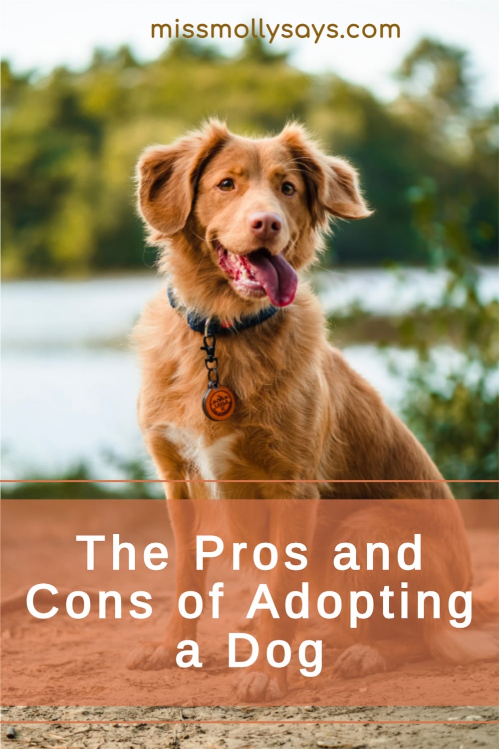 The Pros and Cons of Adopting a Dog - Miss Molly Says