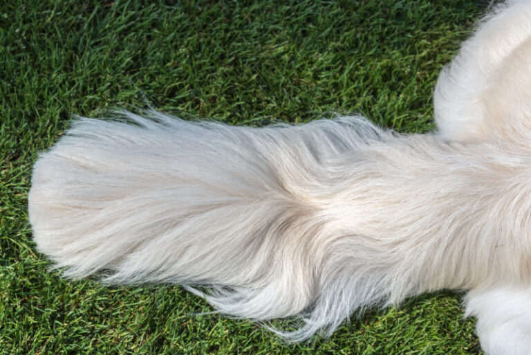 Can Dogs Break Their Tail? - Miss Molly Says