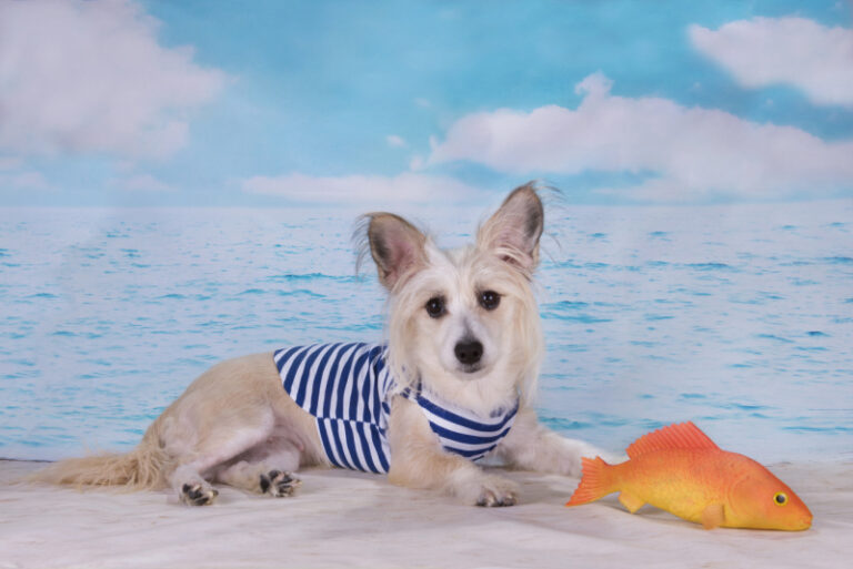 Dog Sunburn Treatment and Prevention - Miss Molly Says