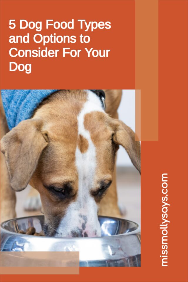 5 Dog Food Types and Options to Consider For Your Dog - Miss Molly Says