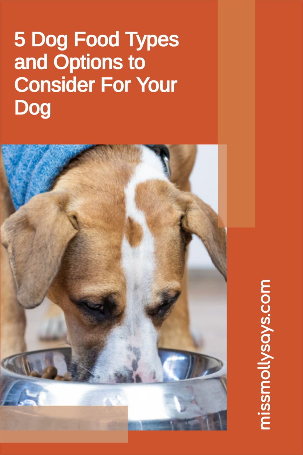 5 Dog Food Types and Options to Consider For Your Dog - Miss Molly Says