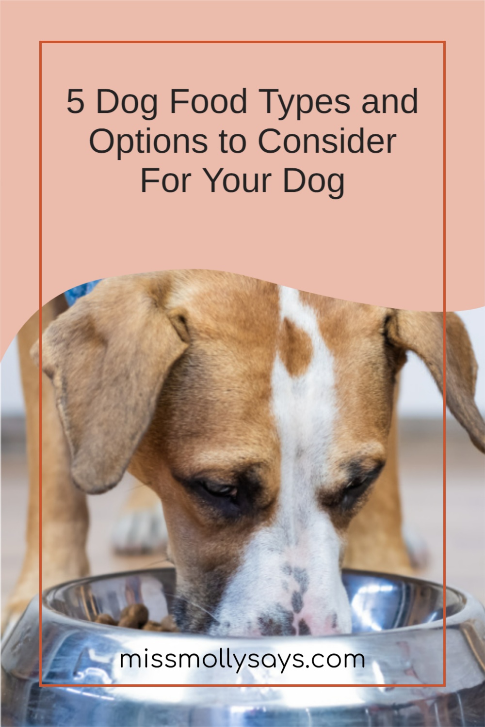 5 Dog Food Types and Options to Consider For Your Dog - Miss Molly Says