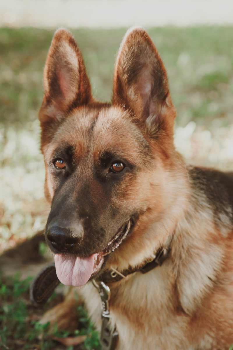 The Origins of the German Shepherd Dog - Miss Molly Says