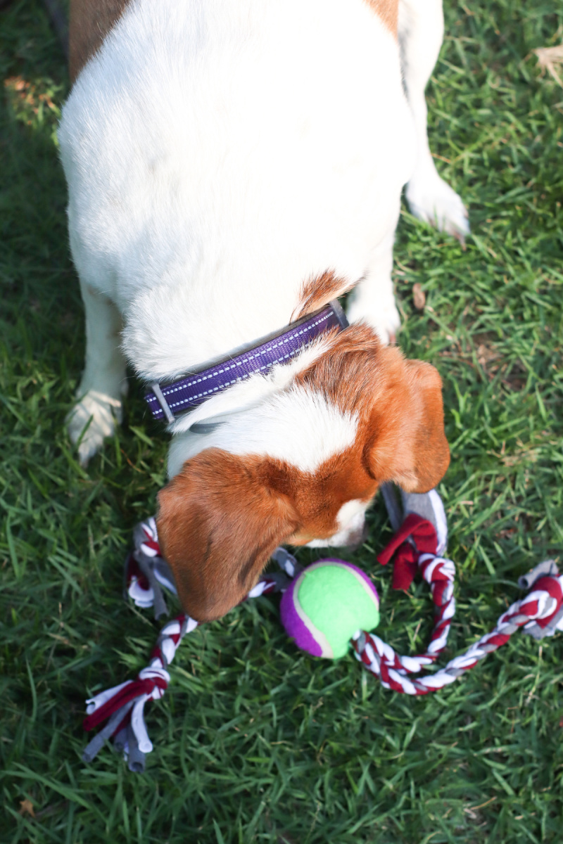 How to Make an Entertaining Upcycled Dog Toy from an Old T-Shirt