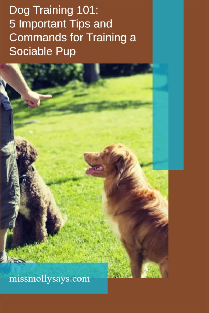 Dog Training 101: 5 Important Tips and Commands for Training