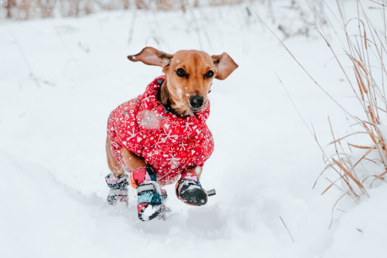 How to Protect Your Dog's Paws in Winter - Miss Molly Says