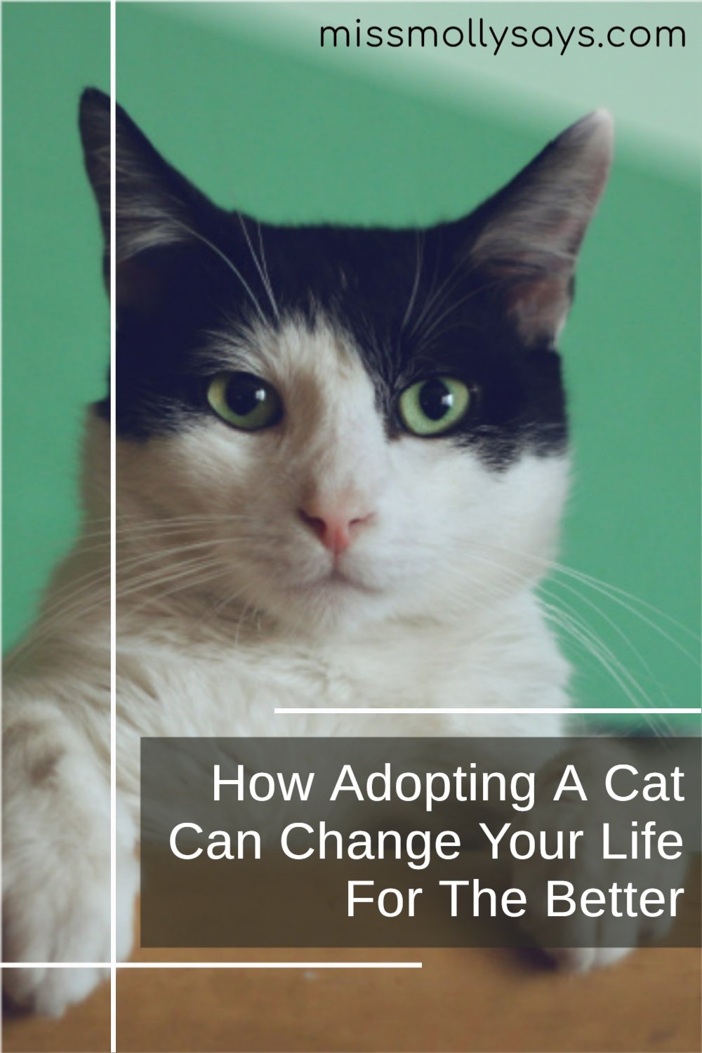 How Adopting A Cat Can Change Your Life For The Better - Miss Molly Says