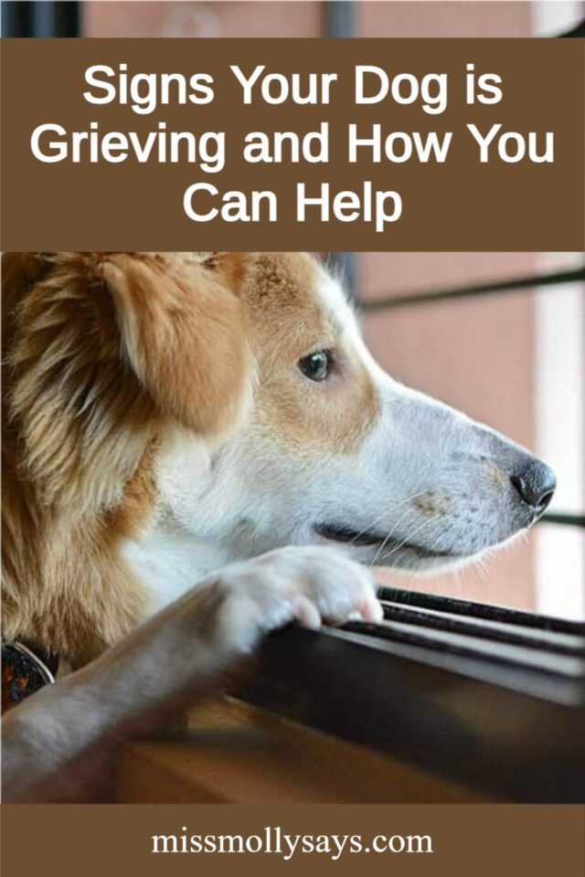 Signs Your Dog is Grieving and How You Can Help - Miss Molly Says