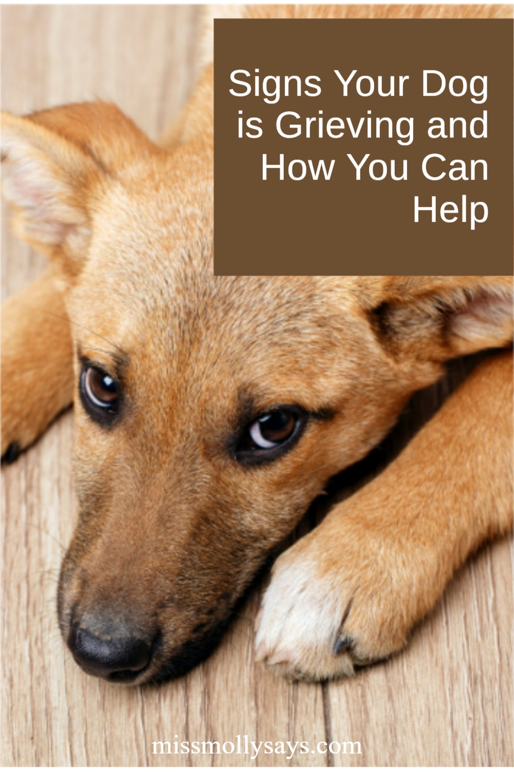 Signs Your Dog is Grieving and How You Can Help - Miss Molly Says
