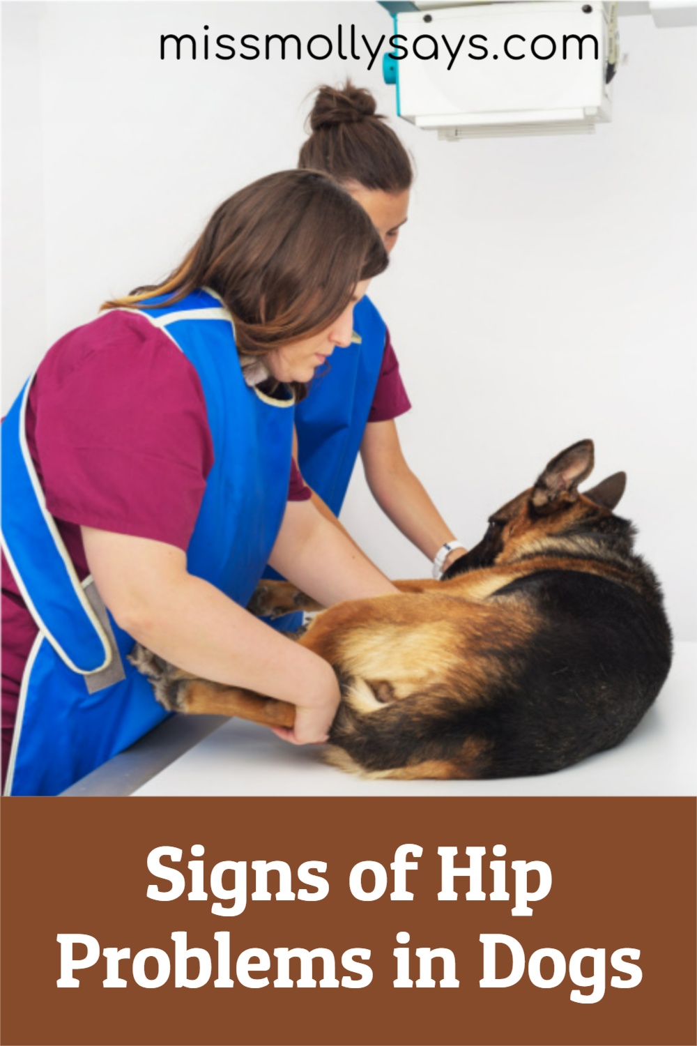 Signs of Hip Problems in Dogs - Miss Molly Says