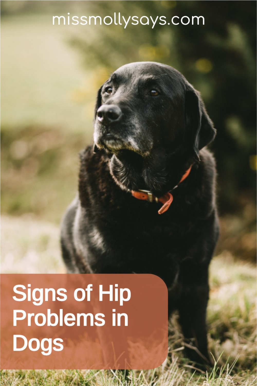 Signs of Hip Problems in Dogs - Miss Molly Says