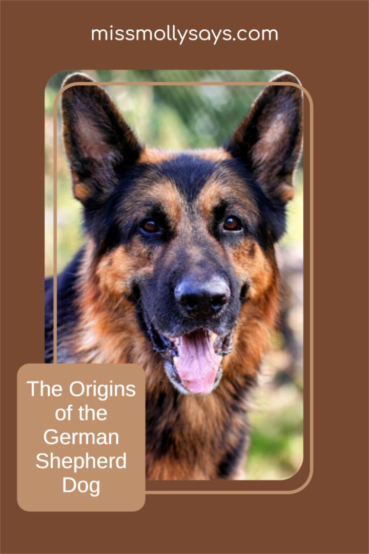 The Origins of the German Shepherd Dog - Miss Molly Says