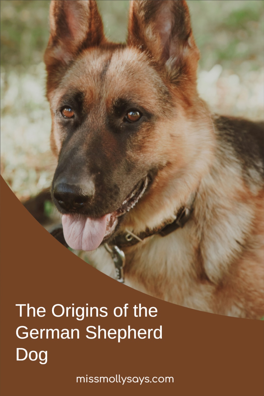 The Origins of the German Shepherd Dog - Miss Molly Says