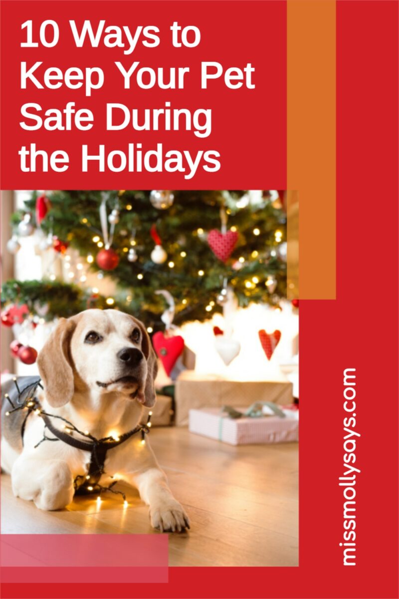10 Ways to Keep Your Pet Safe During the Holidays