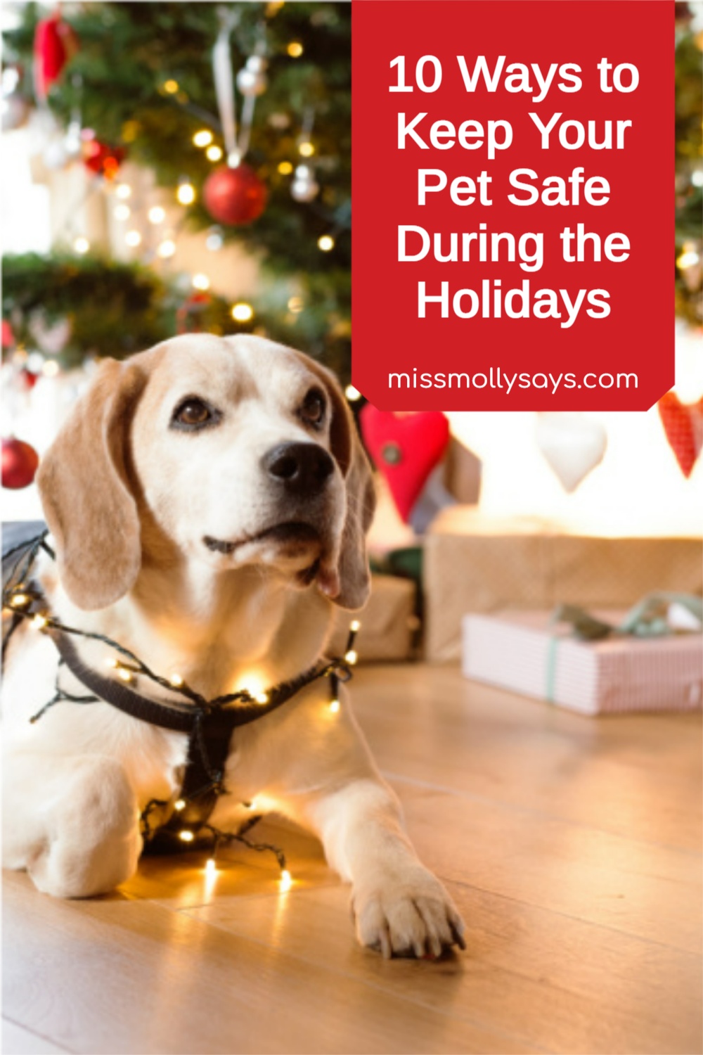 10 Ways to Keep Your Pet Safe During the Holidays