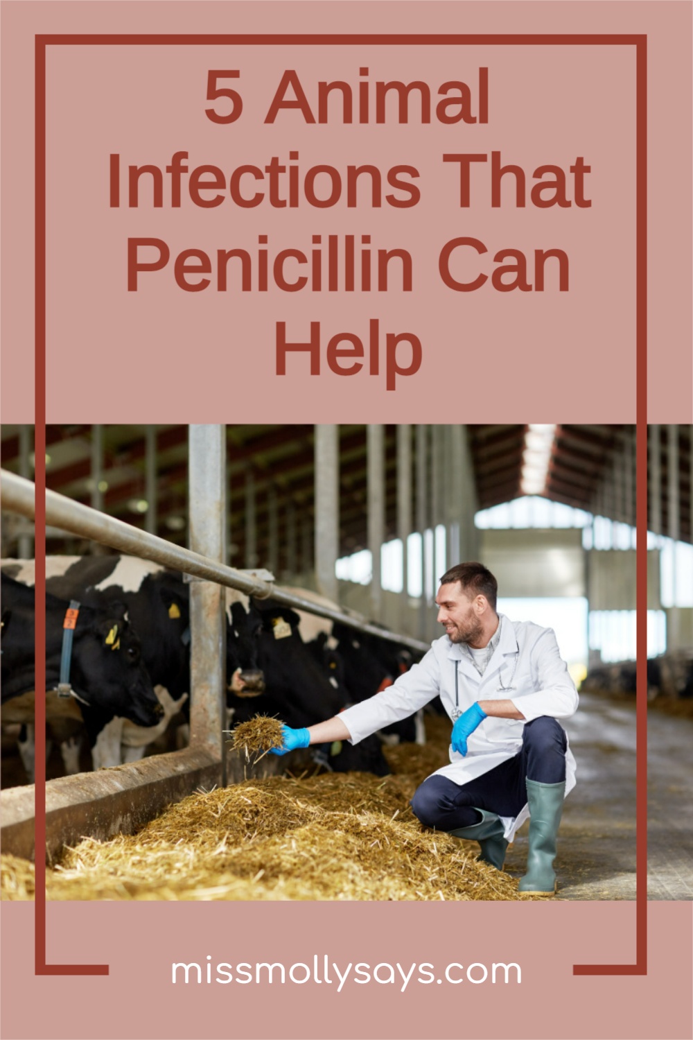 5 Animal Infections That Penicillin Can Help - Miss Molly Says