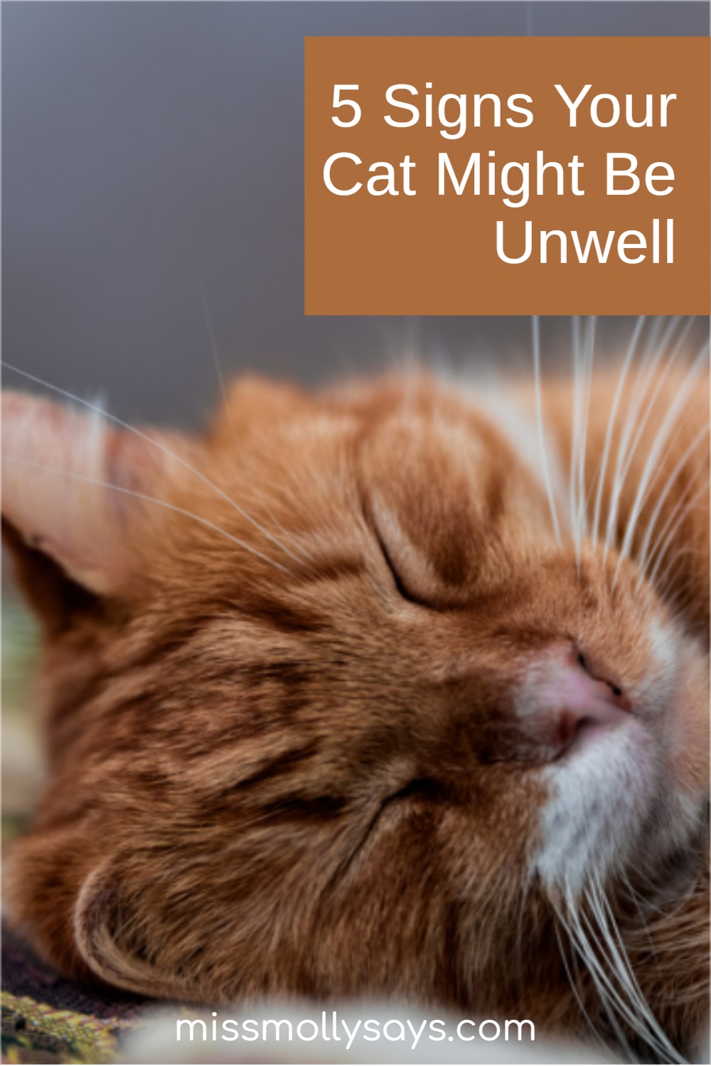 5 Signs Your Cat Might Be Unwell - Miss Molly Says