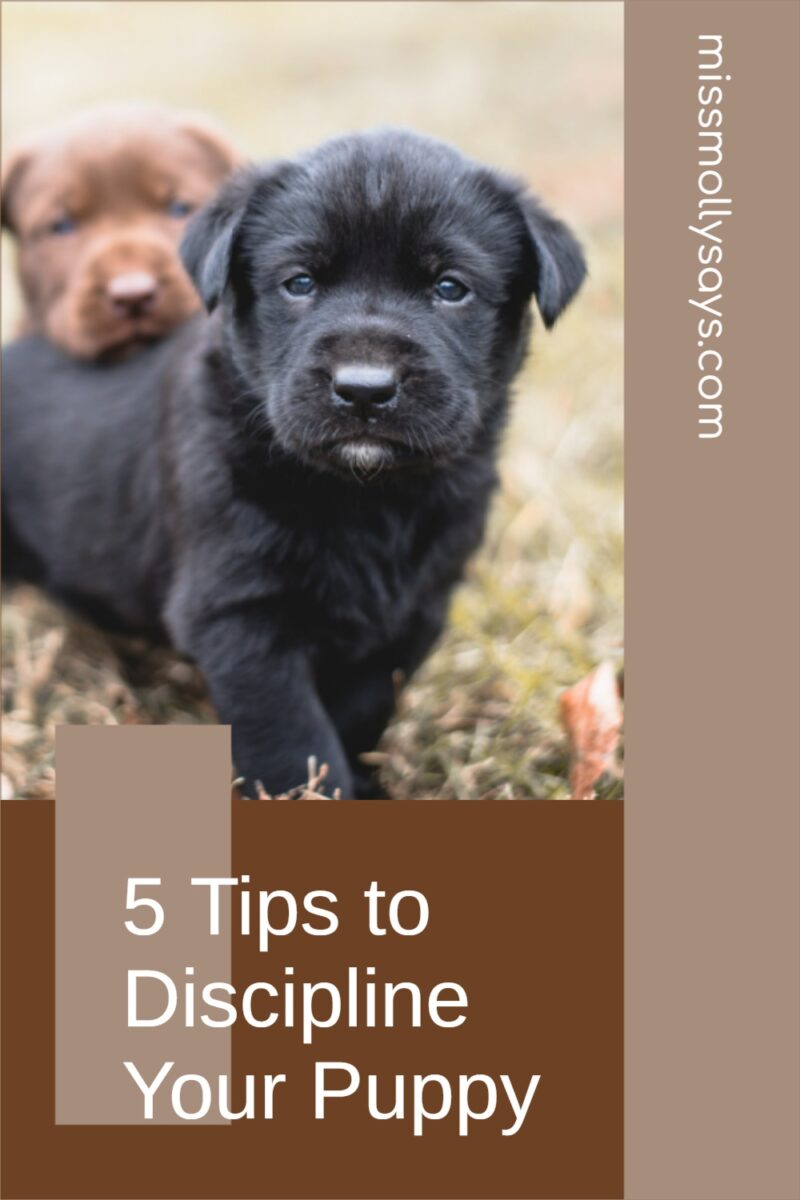 5 Tips to Discipline Your Puppy - Miss Molly Says