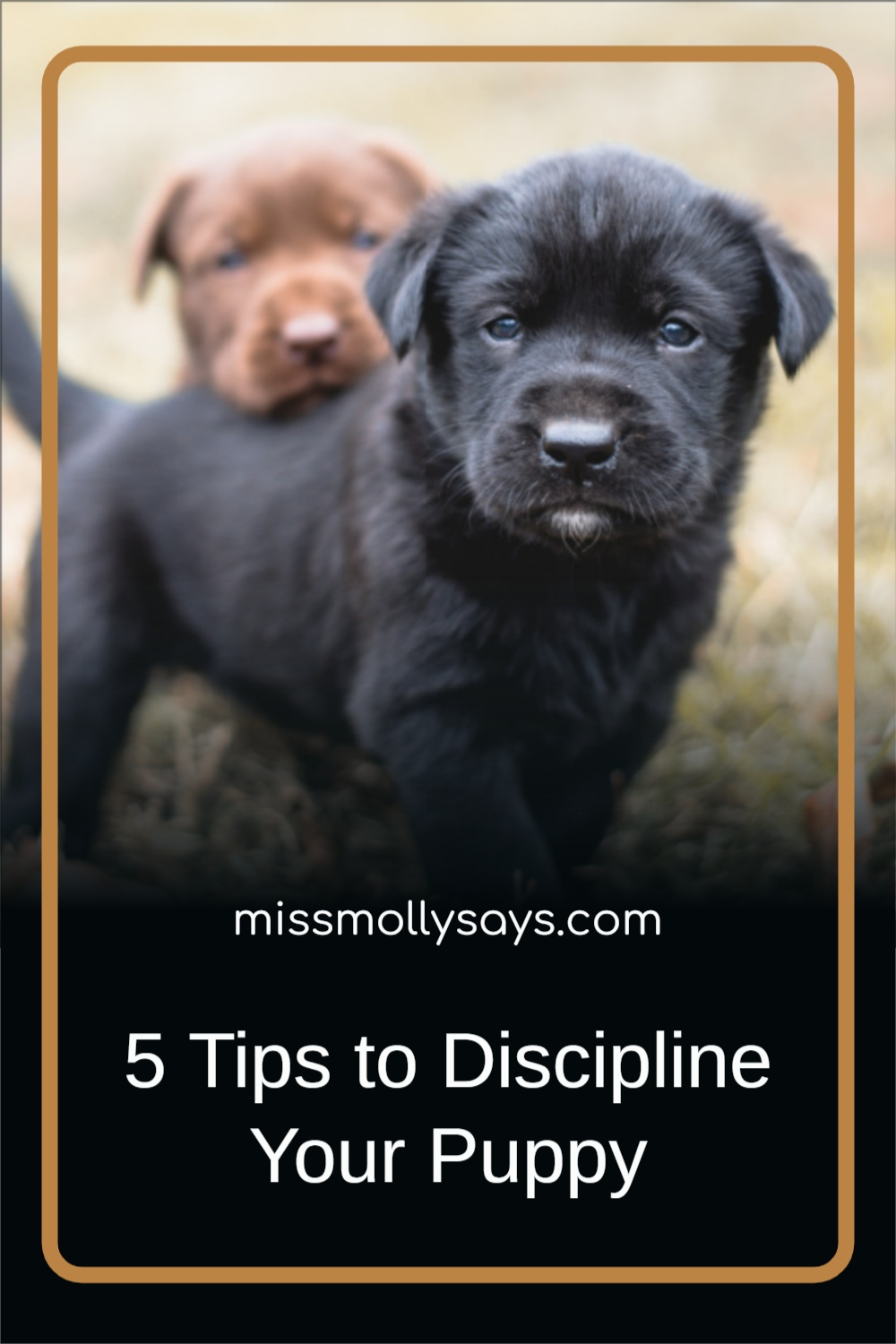 5 Tips to Discipline Your Puppy - Miss Molly Says