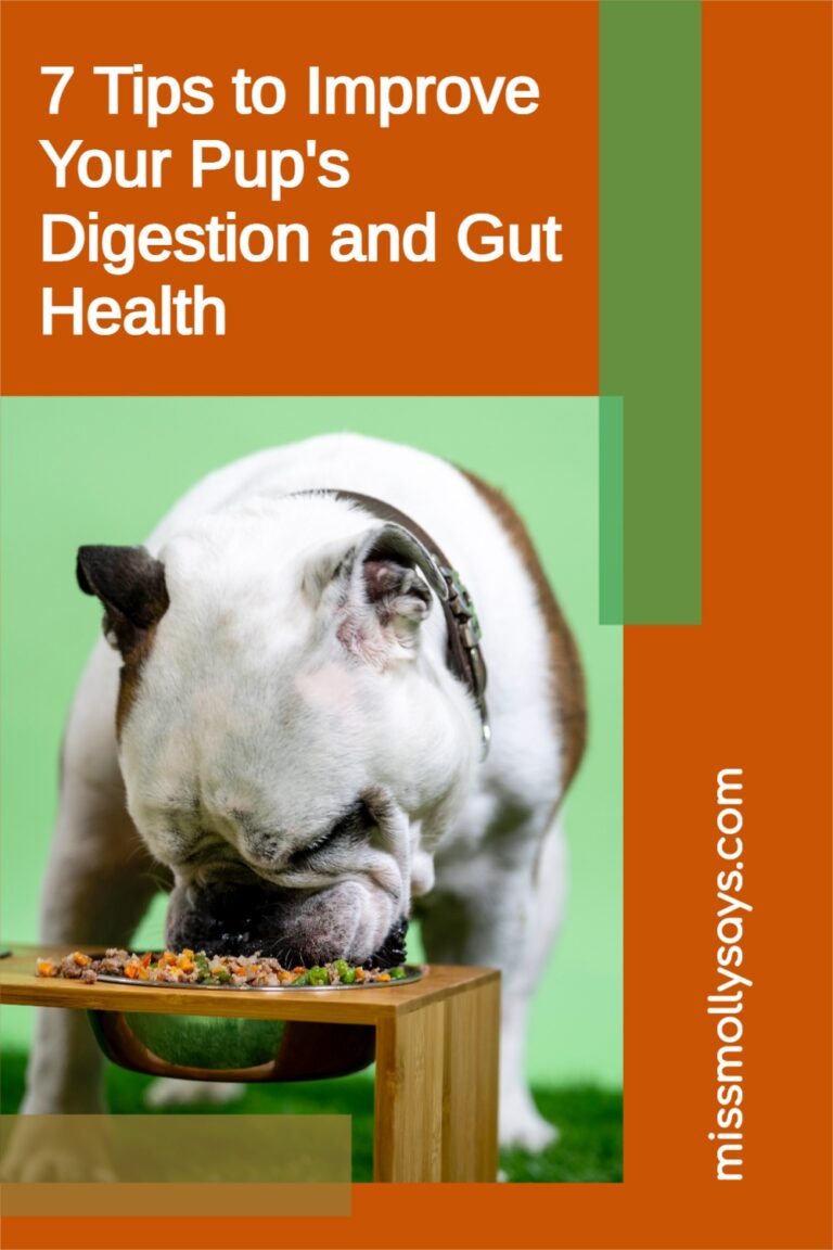 7 Tips to Improve Your Pup's Digestion and Gut Health - Miss Molly Says
