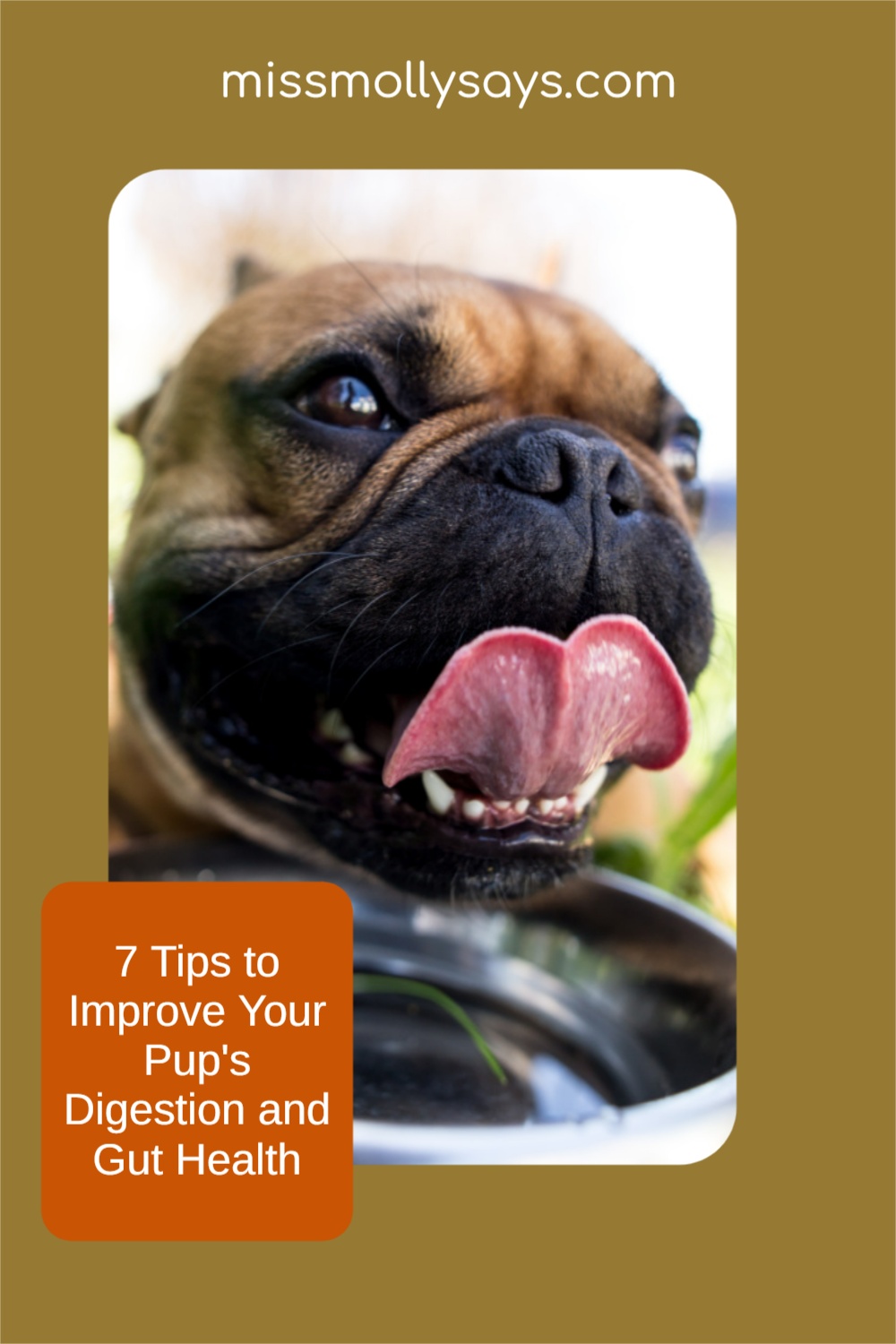 7 Tips to Improve Your Pup's Digestion and Gut Health - Miss Molly Says