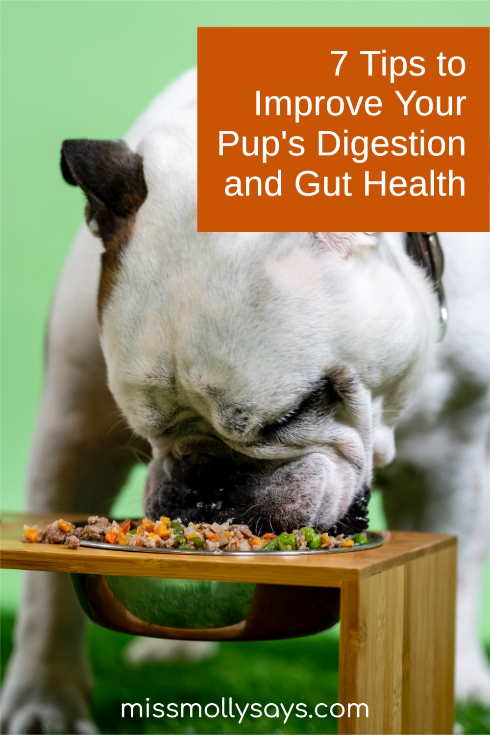 7 Tips to Improve Your Pup's Digestion and Gut Health - Miss Molly Says