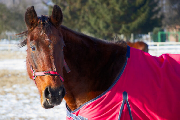 Five Things Every Stable Needs on Hand - Miss Molly Says