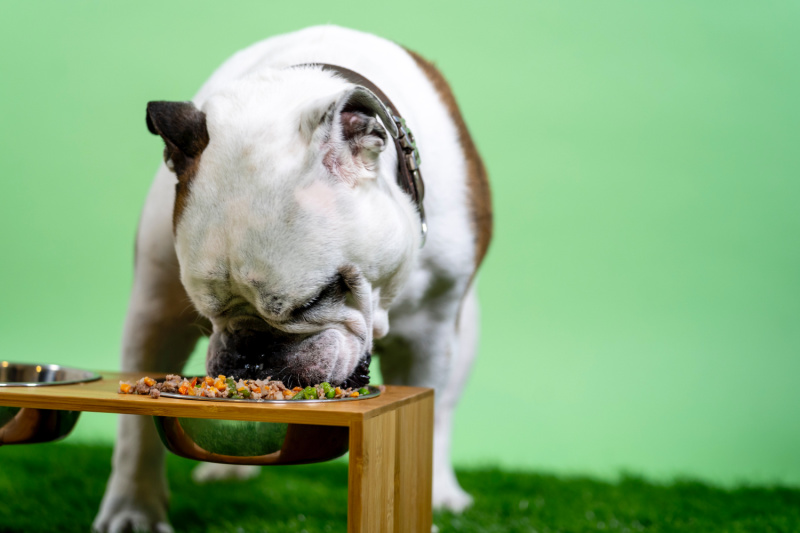 7 Tips to Improve Your Pup's Digestion and Gut Health - Miss Molly Says