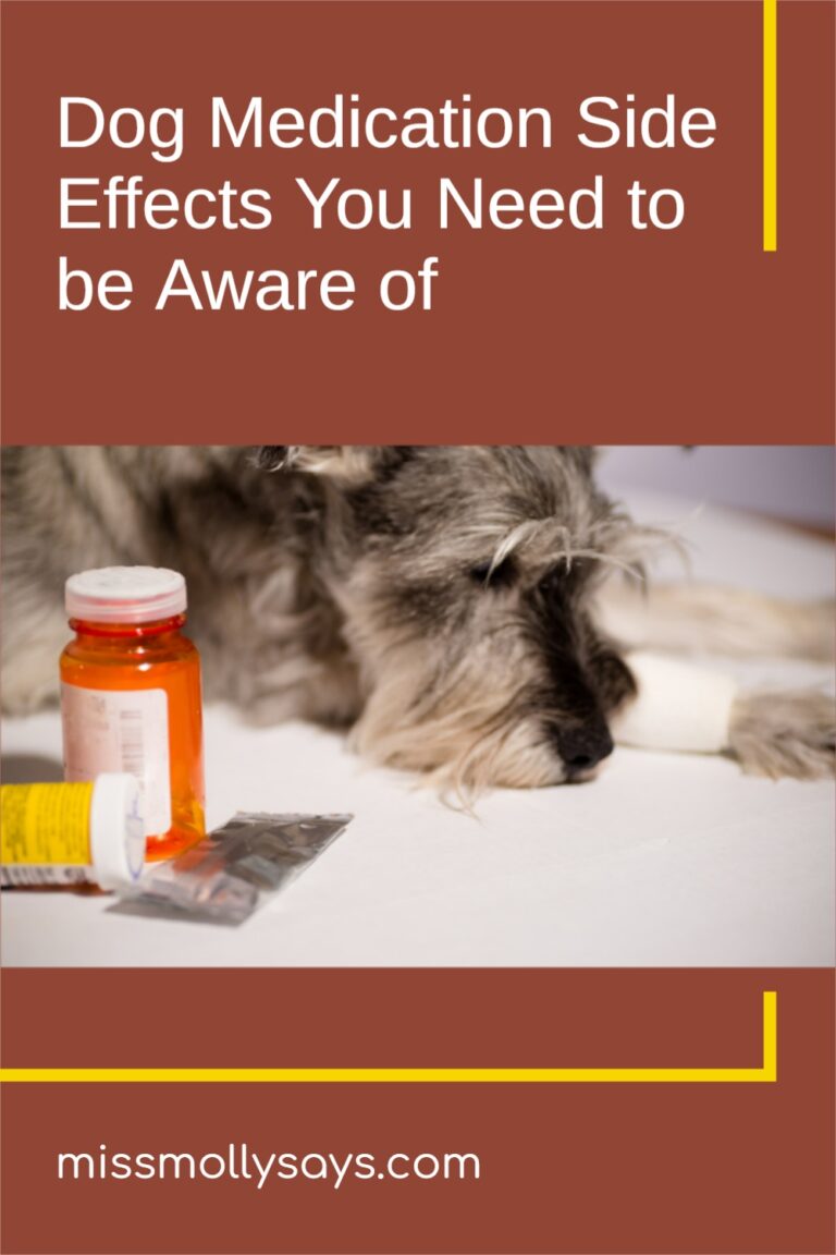 Dog Medication Side Effects You Need to be Aware of - Miss Molly Says