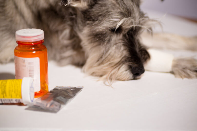How To Choose the Right Antibiotic for Your Pet - Miss Molly Says