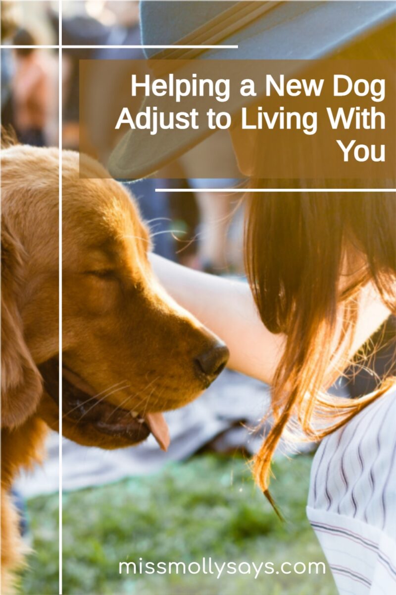 Helping a New Dog Adjust to Living With You - Miss Molly Says