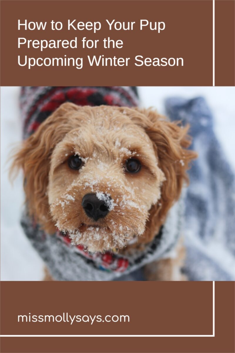 How to Keep Your Pup Prepared for the Upcoming Winter Season
