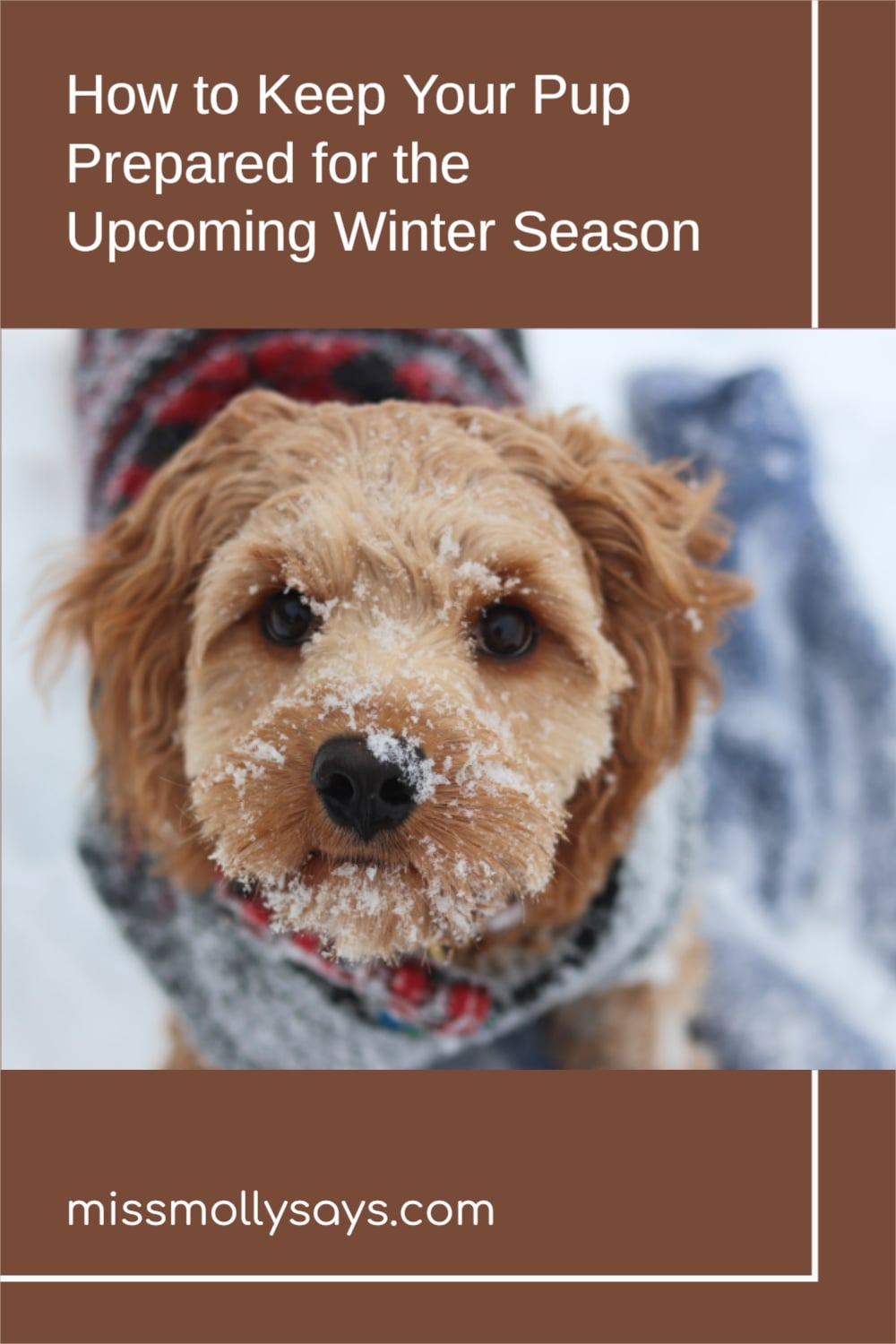 How to Keep Your Pup Prepared for the Upcoming Winter Season