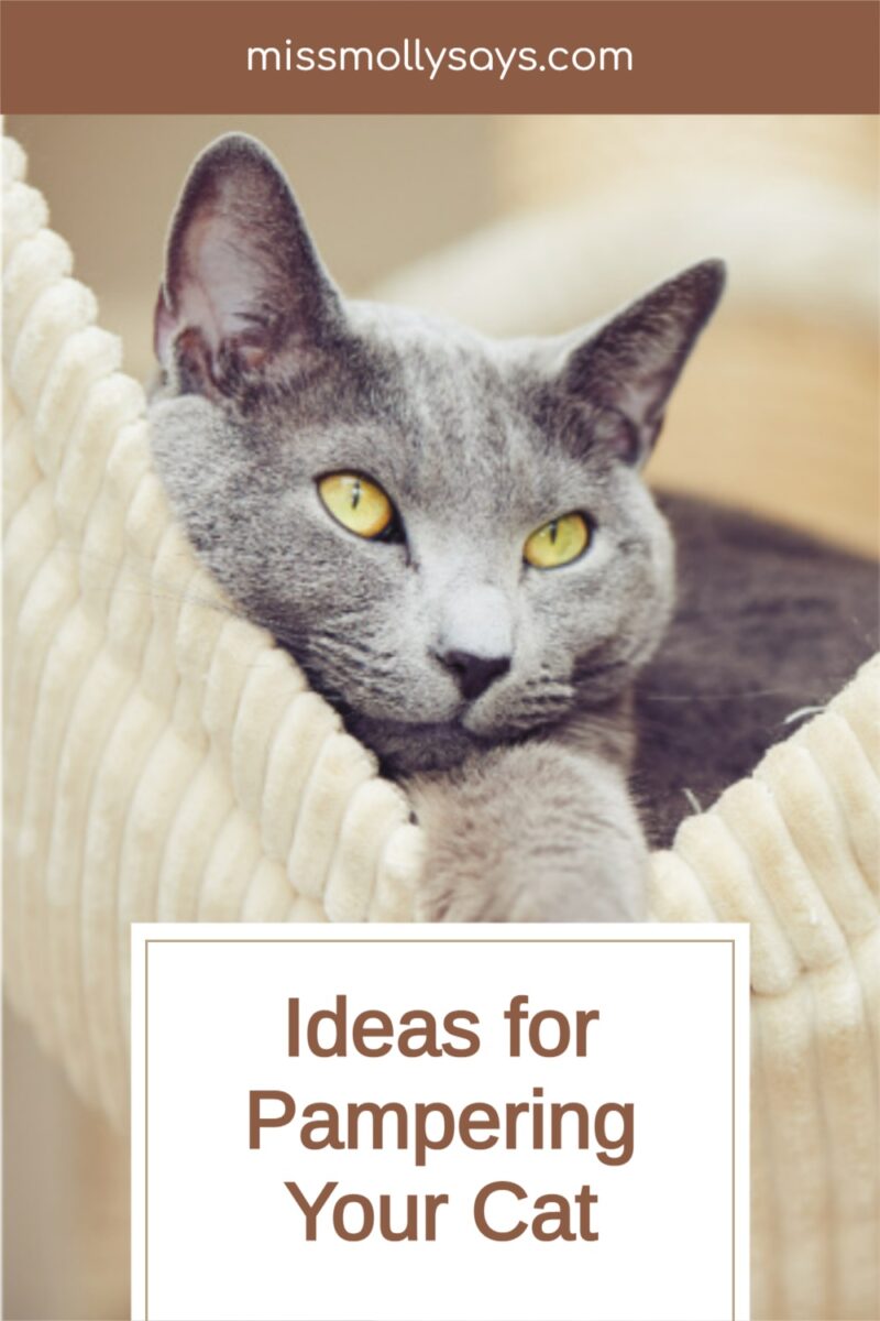 Ideas for Pampering Your Cat - Miss Molly Says