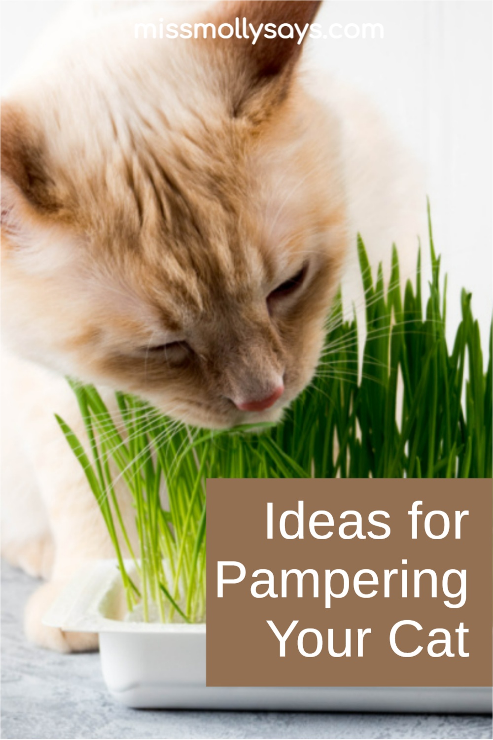 Ideas for Pampering Your Cat - Miss Molly Says