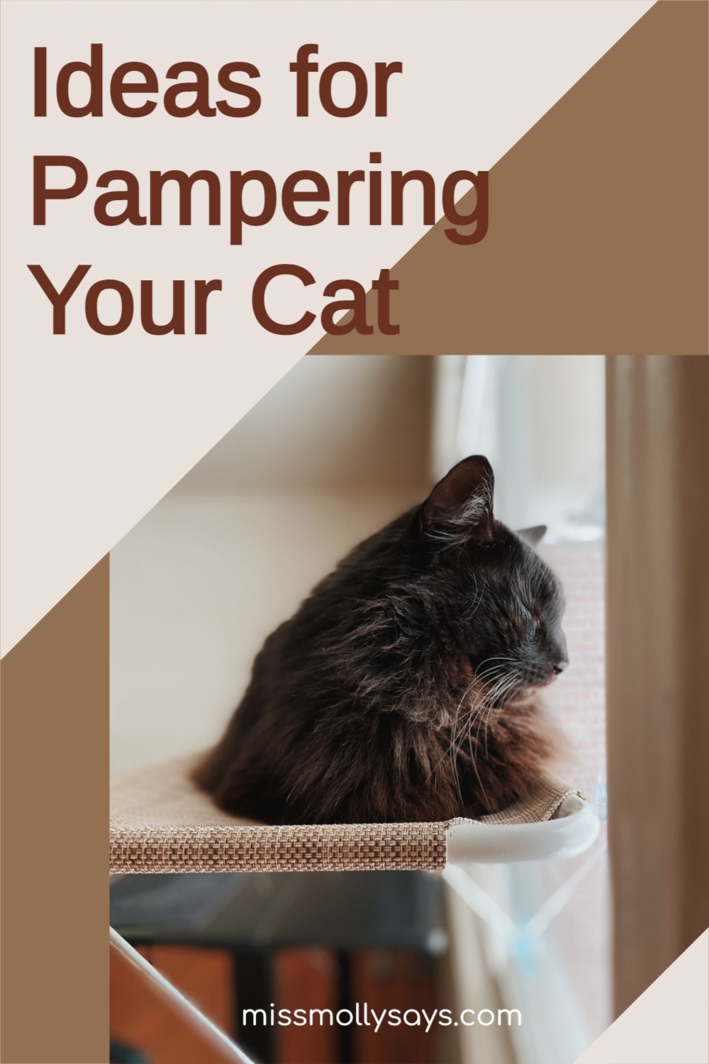 Ideas for Pampering Your Cat - Miss Molly Says