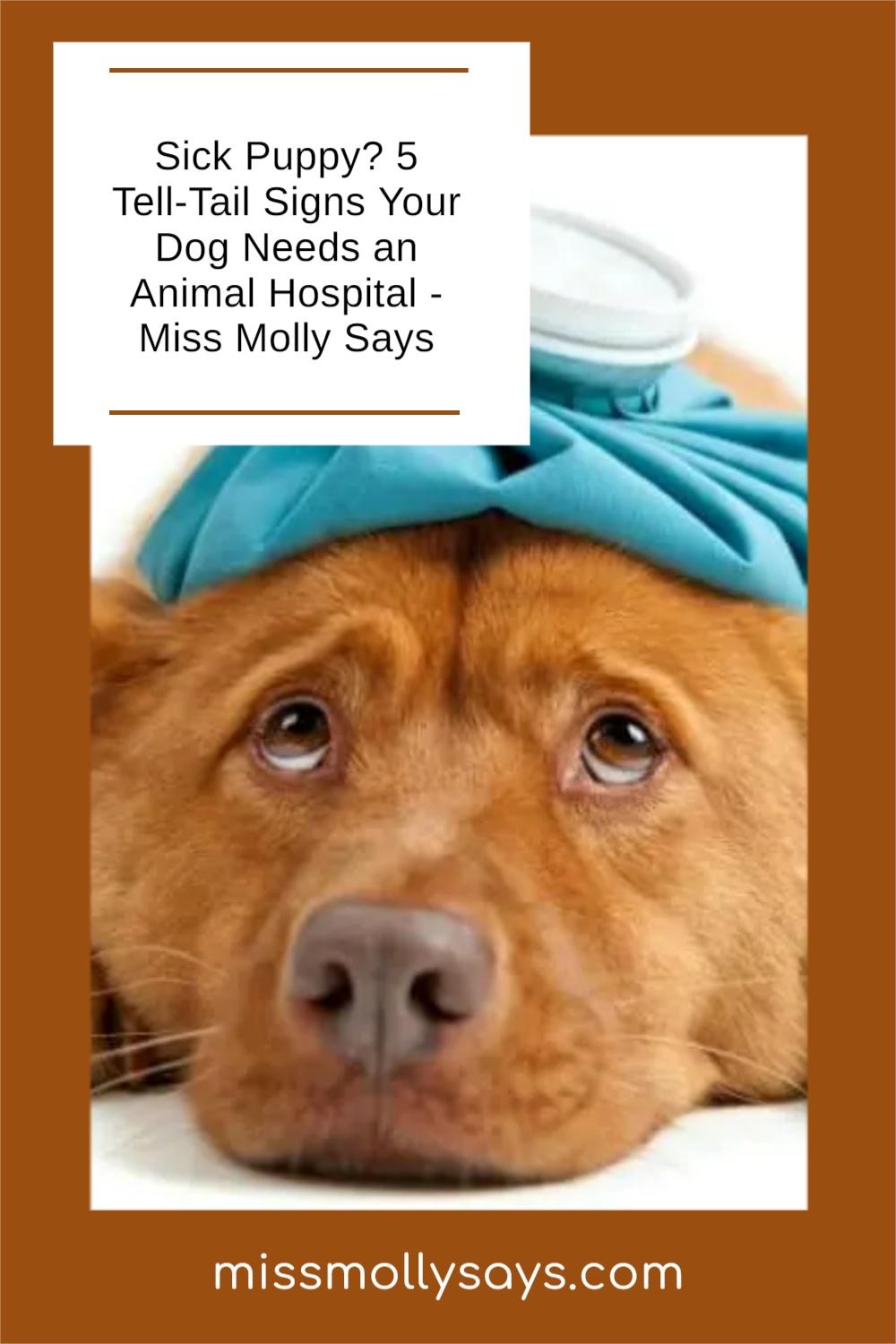 Sick Puppy? 5 Tell-Tail Signs Your Dog Needs an Animal Hospital