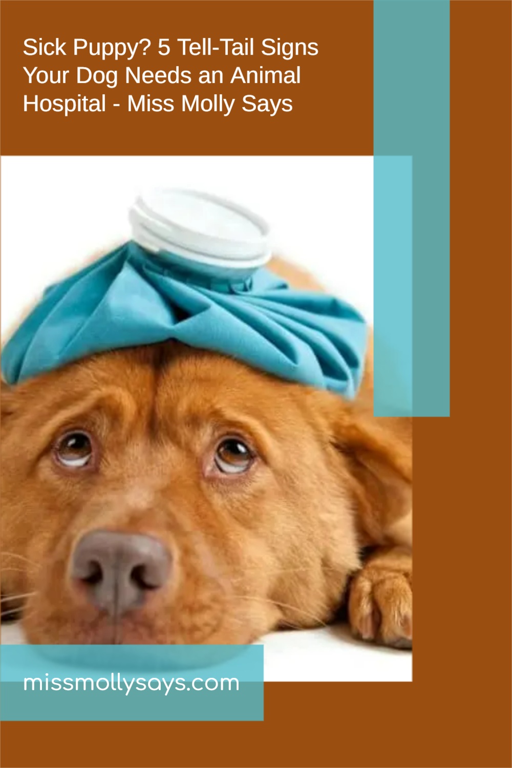 Sick Puppy? 5 Tell-Tail Signs Your Dog Needs an Animal Hospital