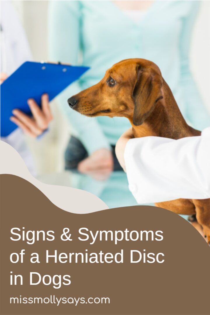 Signs & Symptoms of a Herniated Disc in Dogs - Miss Molly Says