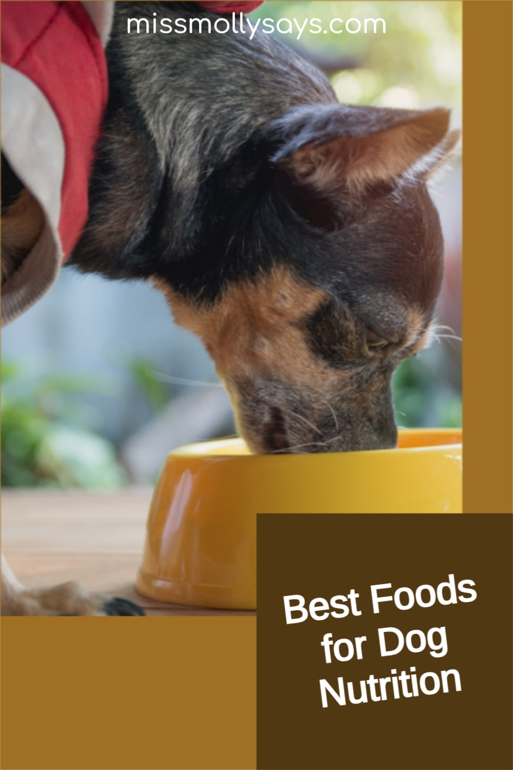 Best Foods for Dog Nutrition - Miss Molly Says