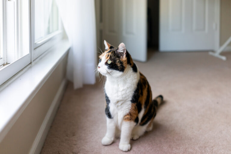 How to Successfully Move With Your Cat - Miss Molly Says