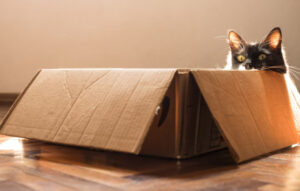 How to Successfully Move With Your Cat - Miss Molly Says