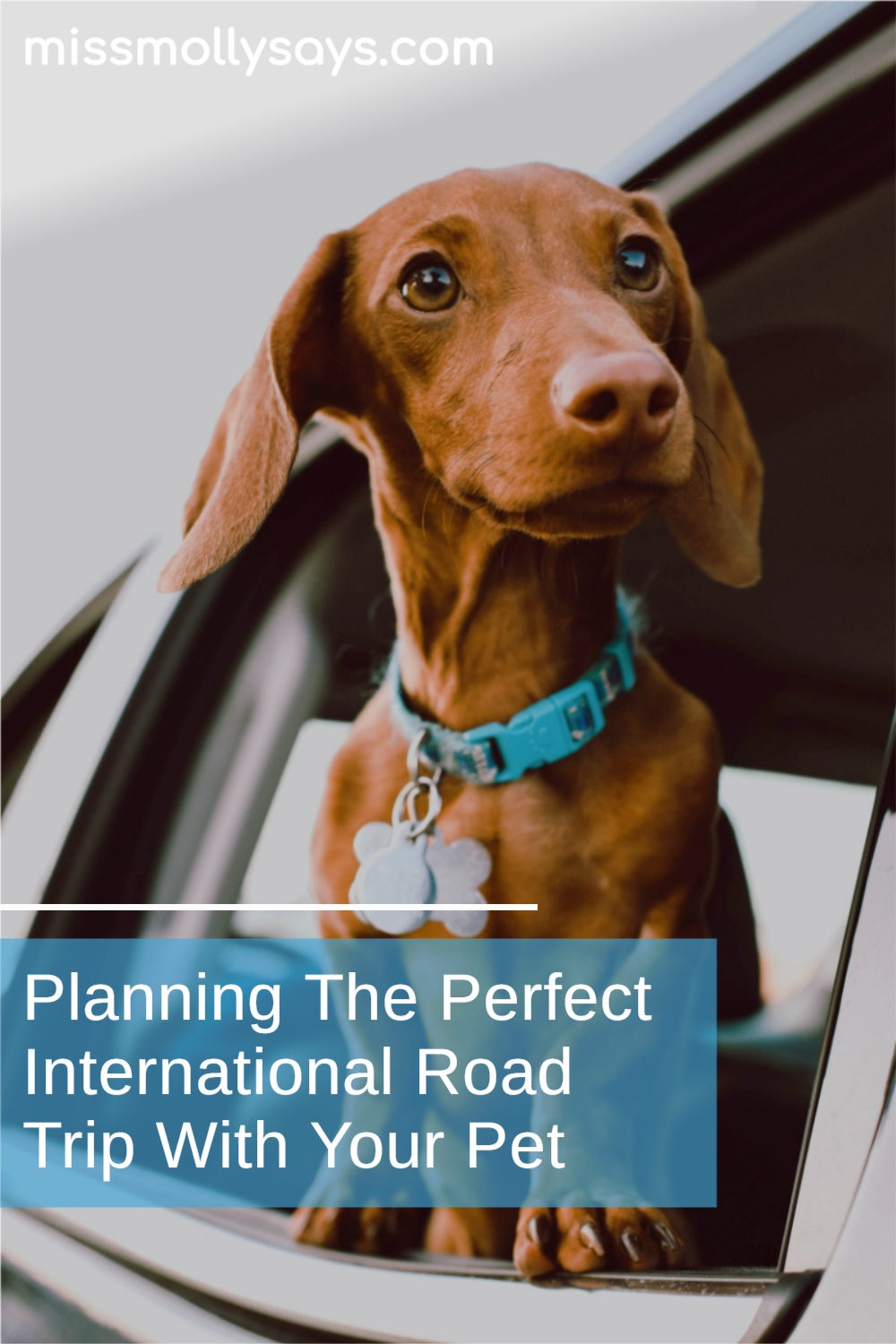 Planning The Perfect International Road Trip With Your Pet