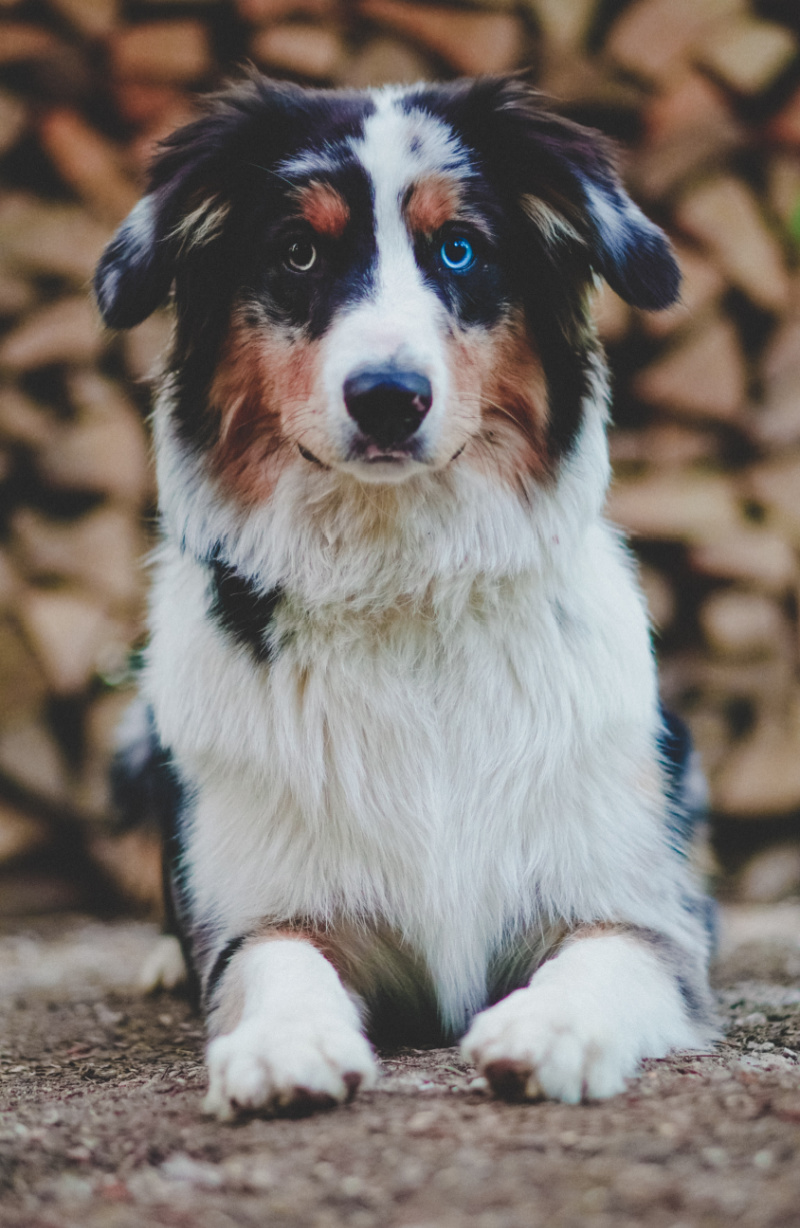 Male vs Female Australian Shepherd - Miss Molly Says