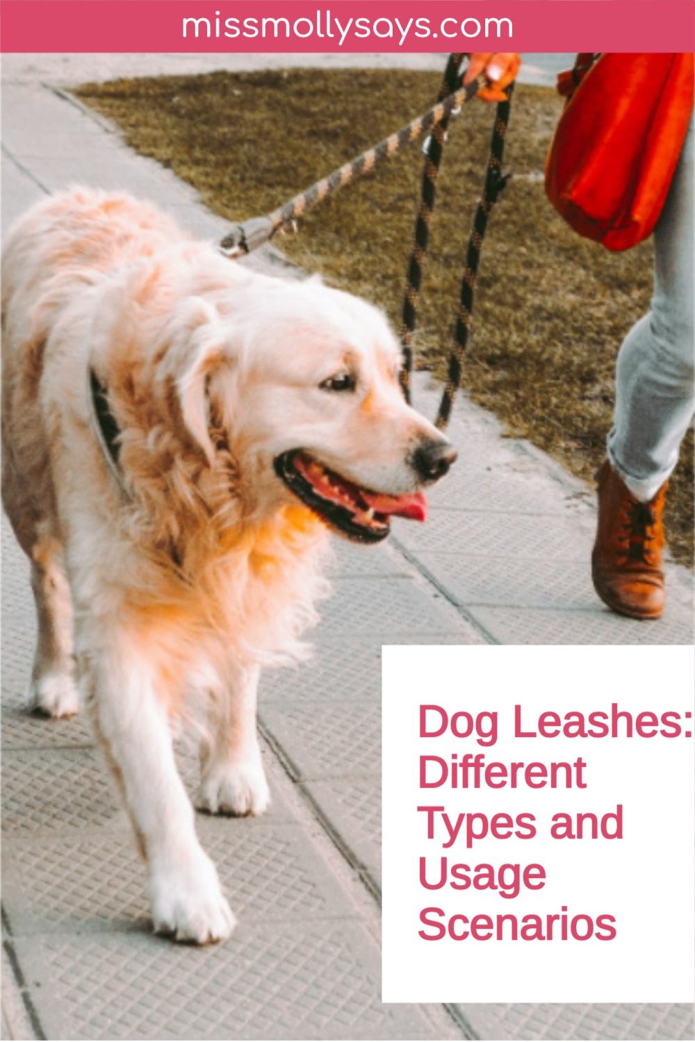 Dog Leashes: Different Types and Usage Scenarios