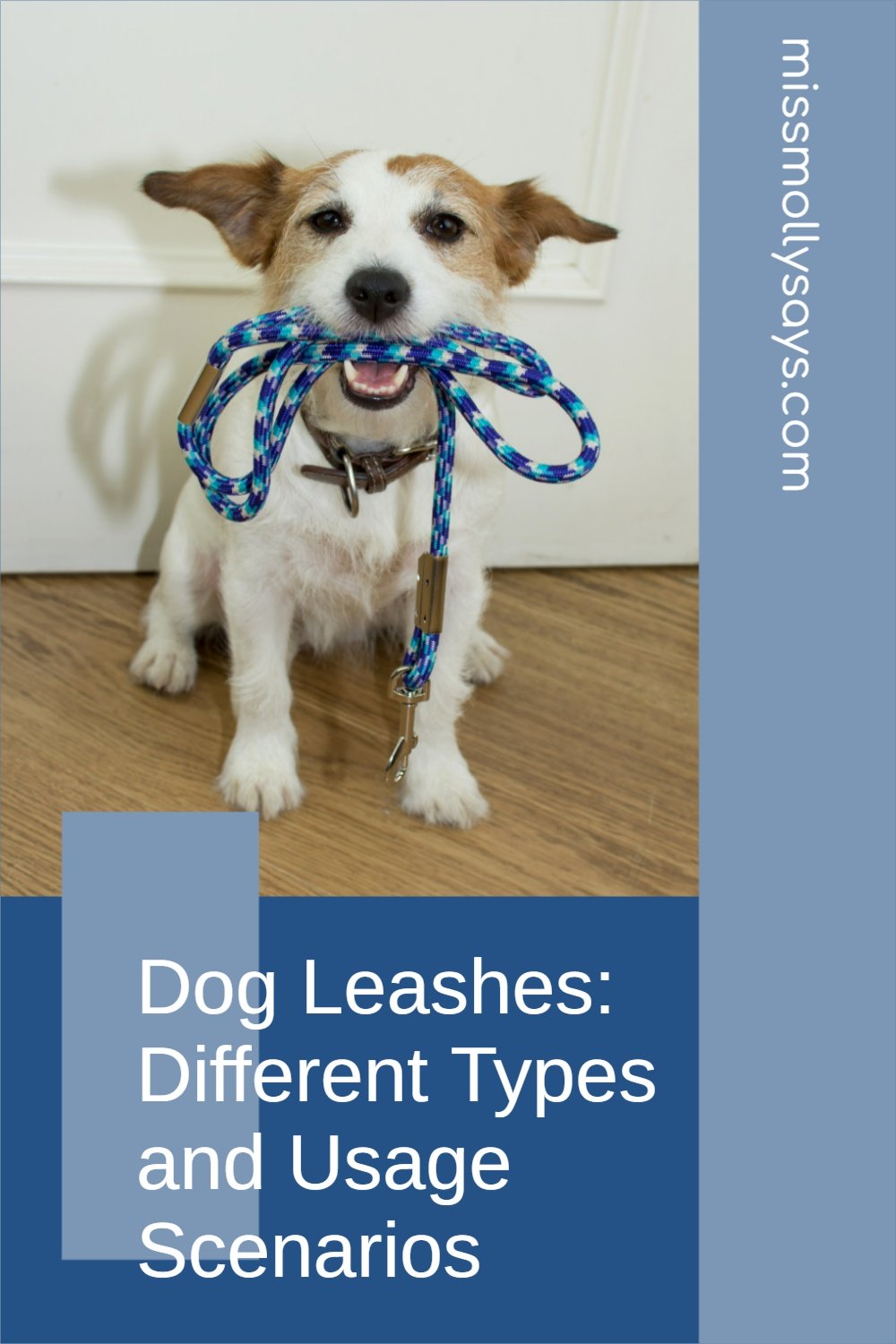 Dog Leashes: Different Types and Usage Scenarios