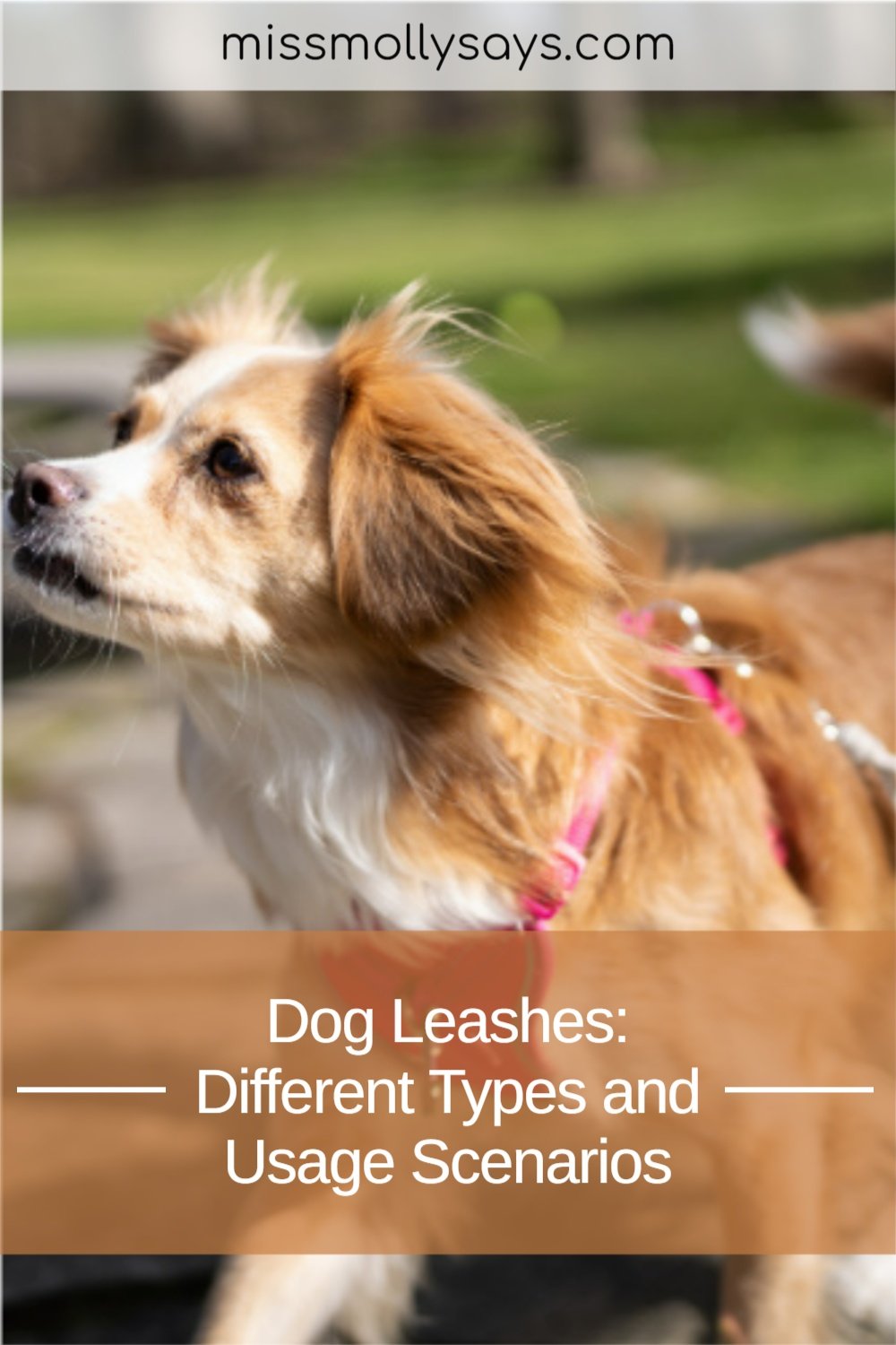 Dog Leashes: Different Types and Usage Scenarios
