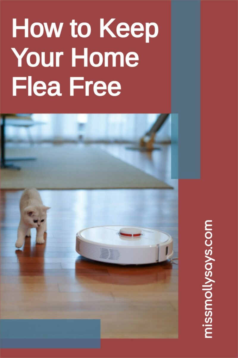 How to Keep Your Home Flea Free - Miss Molly Says