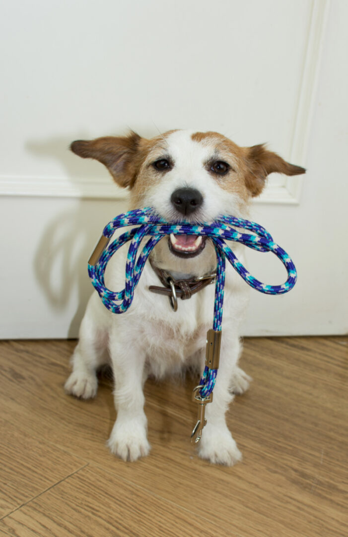 Dog Leashes: Different Types and Usage Scenarios
